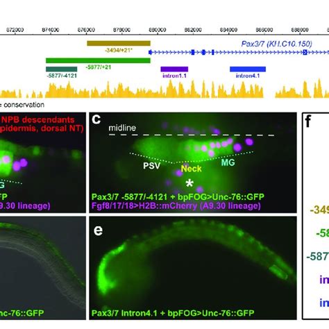 Pax37 Reporter Plasmids A Diagram From Aniseed Genome Browser