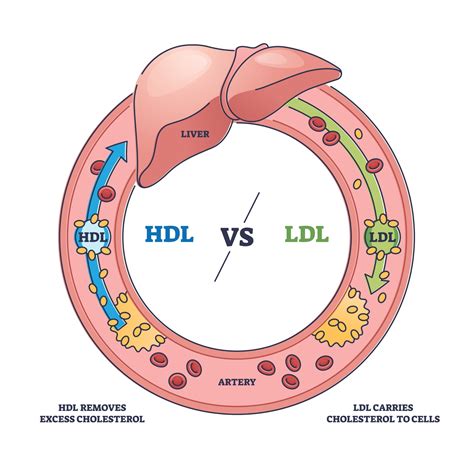 What Is Hdl Understanding Your “good” Cholesterol Showit Blog