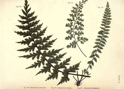 Beautiful Asplenium Varians Fern