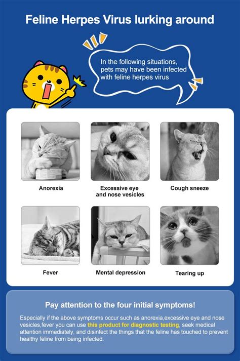 The Tester Feline Herpes Virus Antigen Test Kat 1 St Farmaline