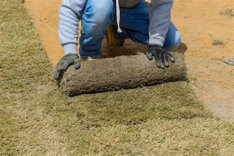 Premium Photo Unrolling Laying Rolls Of Turf Natural Rolled Lawn With