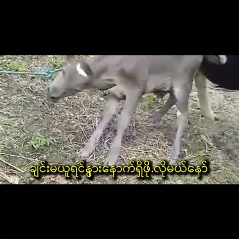 ချင်းမယူရင်နွားနောက်ရှိဖို့လိုမယ်နော် Shorts Youtube