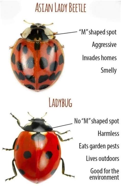 Ladybug Identification 9gag