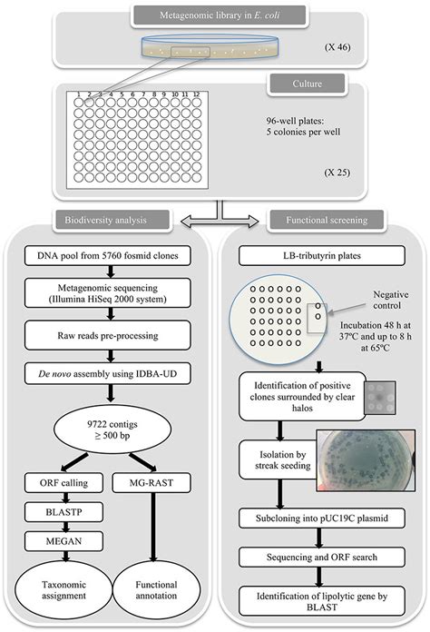 A Flowchart Showing The Steps Of The Functional Screening Procedure And