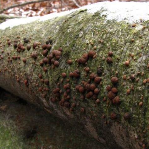 Beech Woodwart Hypoxylon Fraorme Mushroom Identification Habitat
