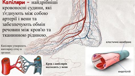 Презентація "Система кровообігу. Будова та функції кровоносних судин ...