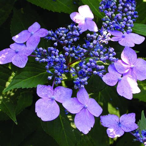Hydrangea Blue Bird Flowering Garden Shrub By Direct Plants