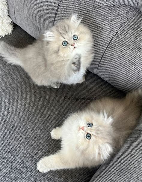Playful Kittens Persian Kittens For Sale Persian Kittens Kittens