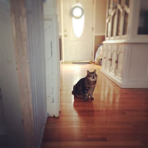 Itty Bitty Kitty In The City Notsoittybitty Uglykitty Flickr