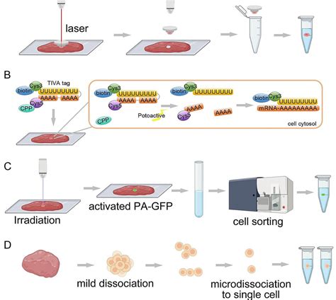 Advances In Spatial Transcriptomics And Its Applications In Cancer