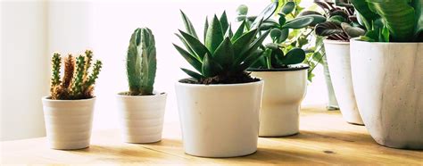 Conoce Las Mejores Plantas Para Oficina Blog Edifica