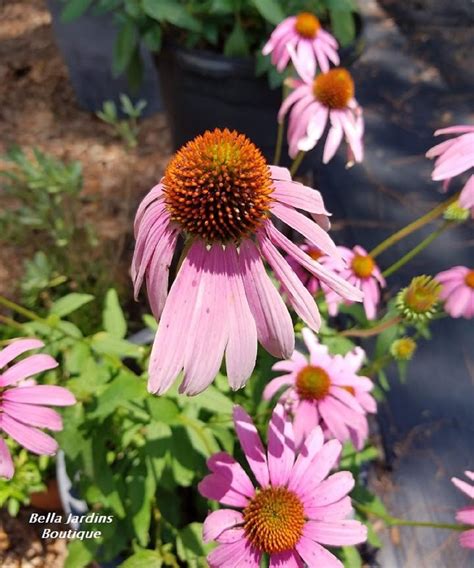 Purple Coneflower Bella Jardins Boutique