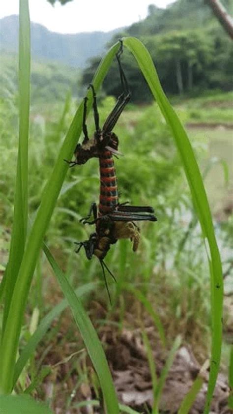 52 Ghost Grasshopper Stock Video Footage 4k And Hd Video Clips