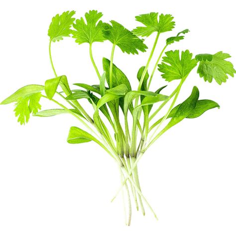 Buy Fresh Micro Coriander Online In Uae Fresh Leaf Uae