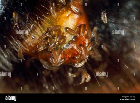 Twisted Wing Parasite Stylops Spec Larvae On The Abdomen Of A Wild