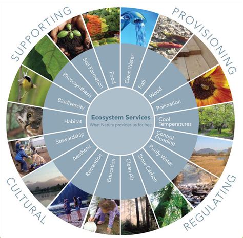 Ecosystem Services The Value Of Nature