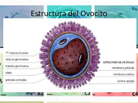 Ovogenesis