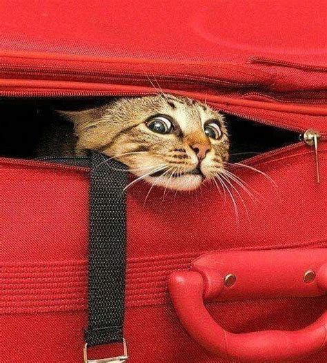 Pack Bags Meme Packing For Vacation Meme Cat In Suitcase Packing In