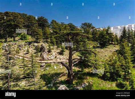 Cedar Of Lebanon Cedar Forest Cedars Of God Kadisha Valley Mount