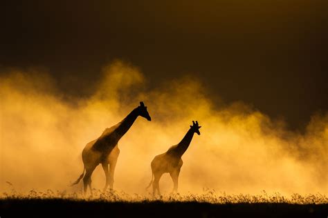 World Leading Wildlife Photographers And Photo Contest Winners Unite To