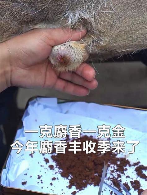 麝香是什么味道：深度解析與品味指南 比迪行銷
