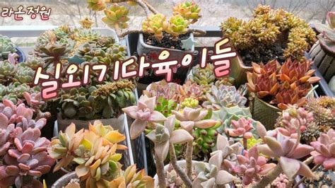 240406 실외기위 다육이들과 걸이대 못다준 수돗물 관수해요 다육 다육식물 다육이succulent Korean Succulent Plants 베란다다육