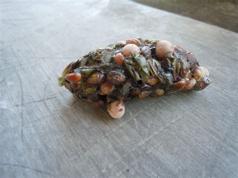 Possum Dropping Pictures Backyard Animal Poop Identification — Rapid