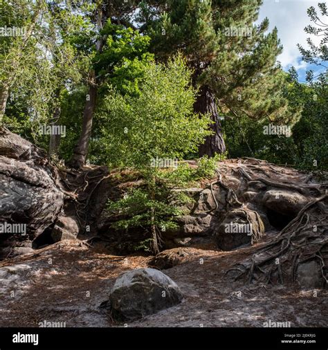 Blue Sky Tree Roots Hi Res Stock Photography And Images Alamy