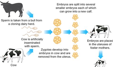 Bio Unit 2 Outcome 2 Inherited Adaptations Flashcards Quizlet