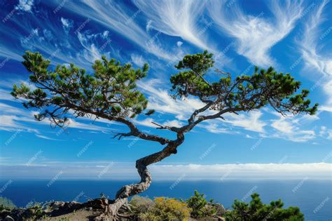 Torrey Pine Tree On The Pacific Ocean A Bent Evergreen Nature With Blue
