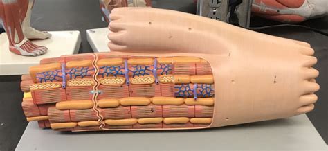 Cardiac Muscle Model Diagram Quizlet