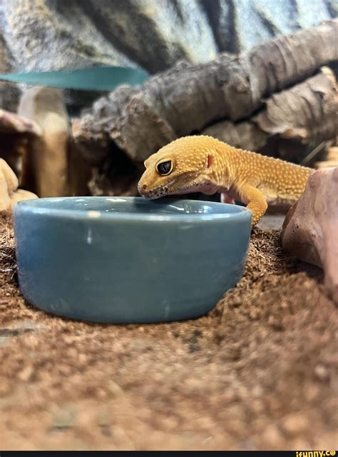Leopard Gecko Memes Best Collection Of Funny Leopard Gecko Pictures On
