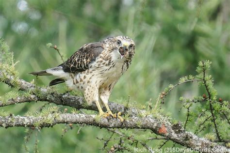 I Cant Believe I Ate The Vole Thing Broad Winged Hawk 365 Days Of