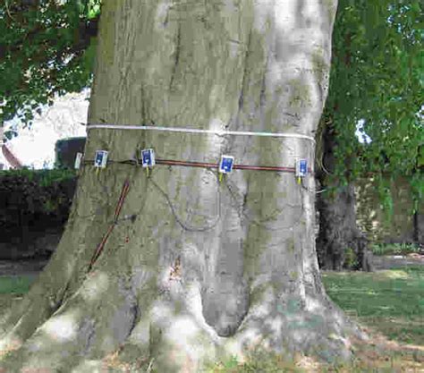 Rose Tree Care Are Specialists In Tree Surveying And Risk Management