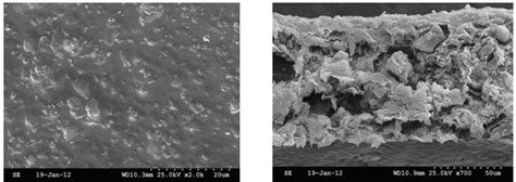 Sem Of Surfaces A C And Cross Sections B D Of Membranes