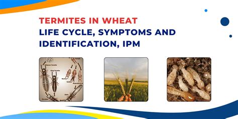 Termites In Wheat Life Cycle Symptoms And Identification Khethari