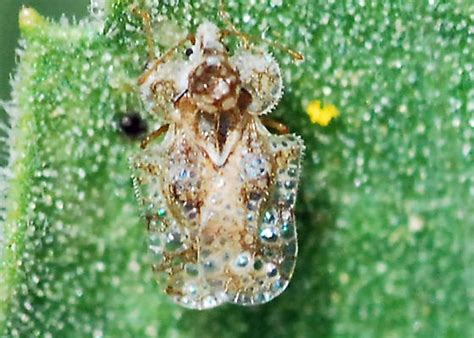 Lace Bug From Nix Corythucha Morrilli Bugguidenet