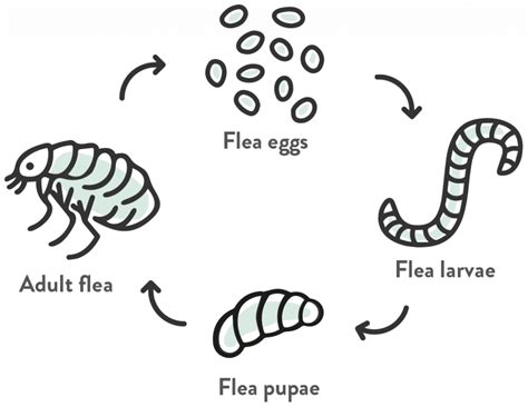 For Eradicating A Flea Infestation Add Indorex Defence Spray To Your Order