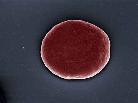 Biologija 3 3 Održavanje Homeostaze 31 Homeostaza Stanice