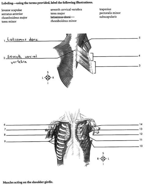 Labeling—using The Terms Provided Label The Following Illustrations Levator Scapulae Seventh