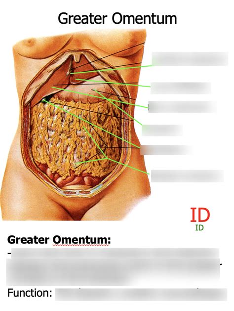 Greater Omentum Diagram Quizlet