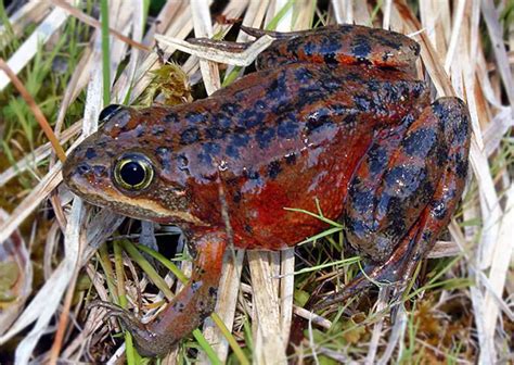 10 Common Frogs In California With Pictures And Identification