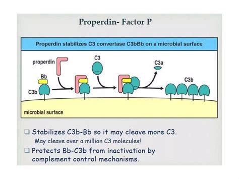 The Complement System In Immunology Pptx