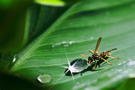 Macro Photography Photos Download The Best Free Macro Photography