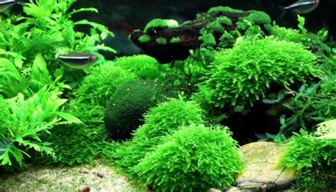 Turtle Grass Aquarium