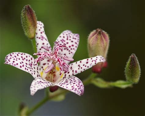 Poor Mans Orchid Tricyrtis Is A Genus Of The Botanical Fa Flickr