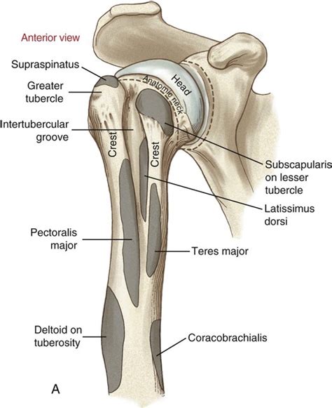 Greater Tubercle Of Humerus Muscles That Attach