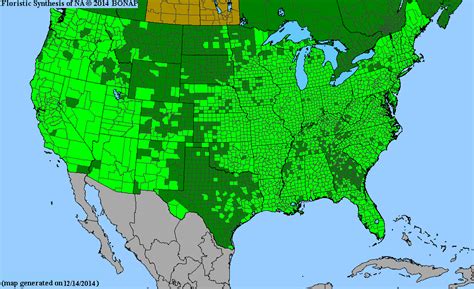 Elderberry Natures Restaurant A Complete Wild Food Guide Fields