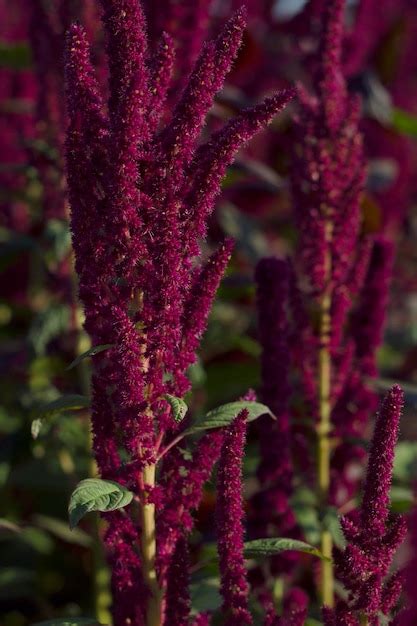 Premium Photo Red Amaranth Flowers In The Garden