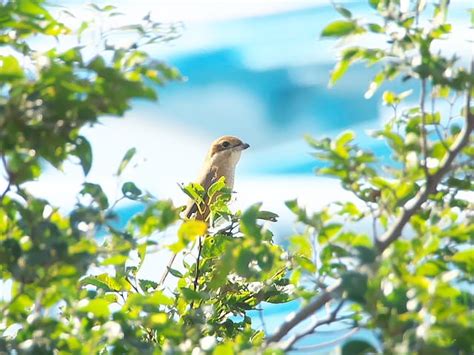 初（モズジョウビタキ） 私目線。